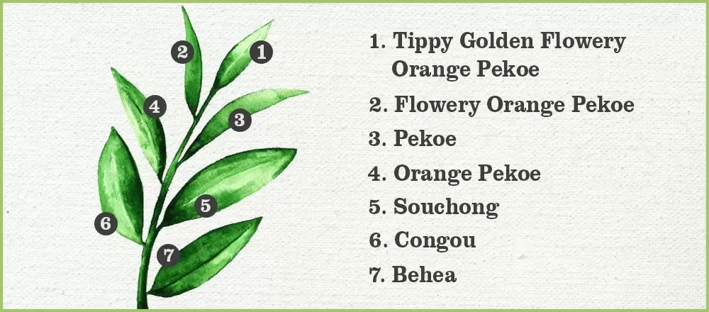 Tea Terminology | Tea-and-Coffee.com