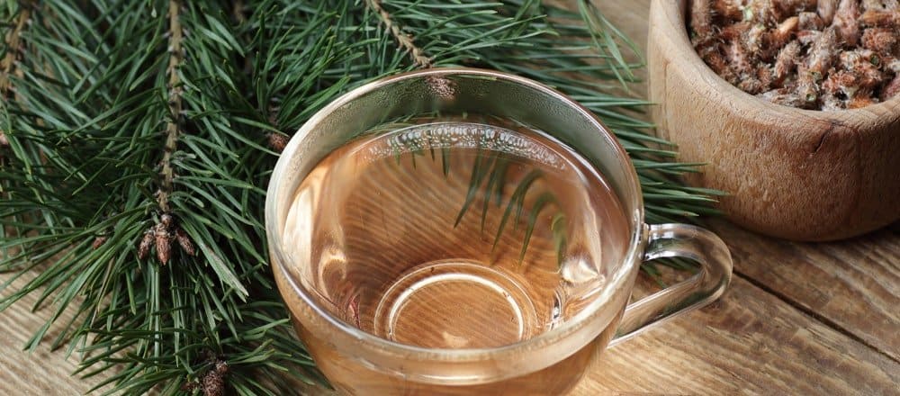 Pine Needle Tea Benefits & Side Effects | Kent Tea & Coffee