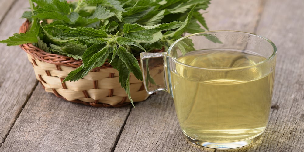 15 Nettle Tea Benefits | Kent Tea & Coffee Co