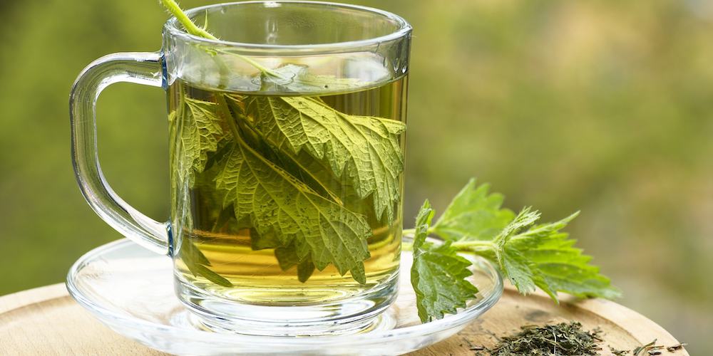 15 Nettle Tea Benefits | Kent Tea & Coffee Co